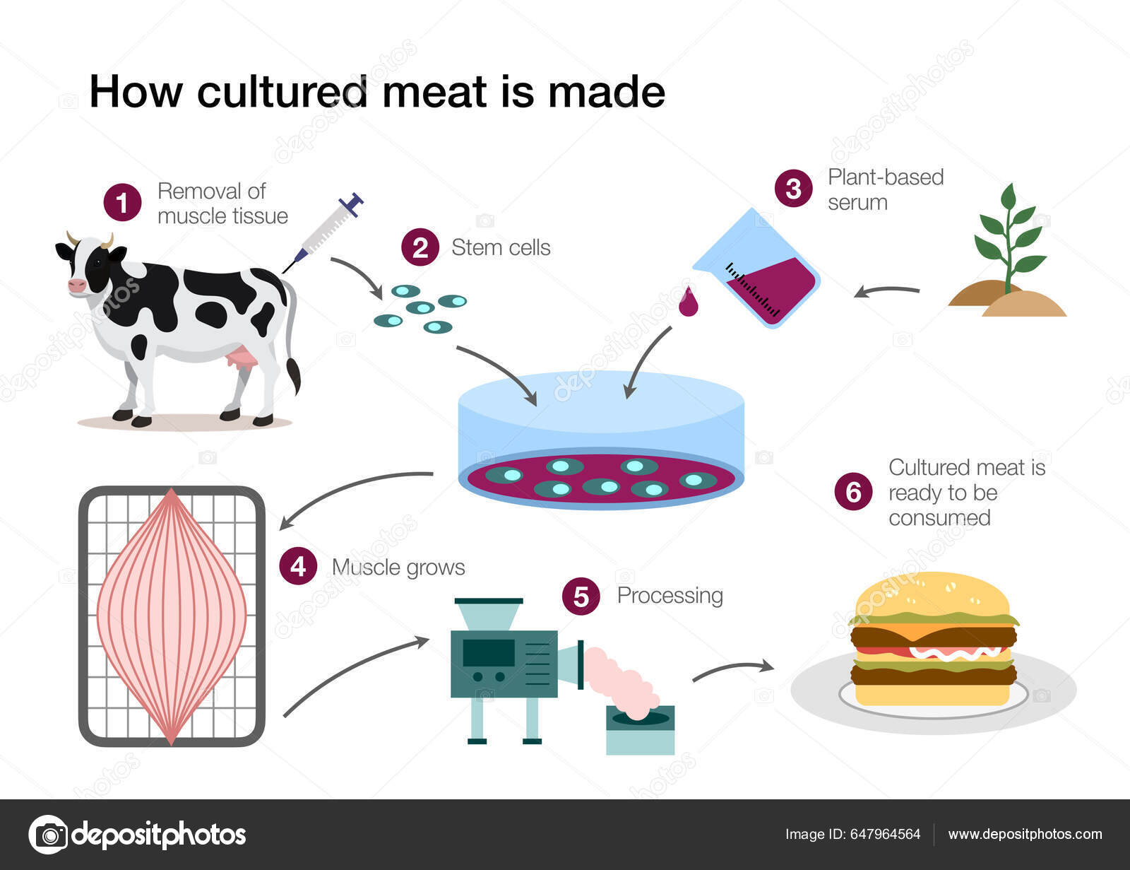 How Cultured Lab Grown Meat Made Stock Photo by ©dkaramit 647964564