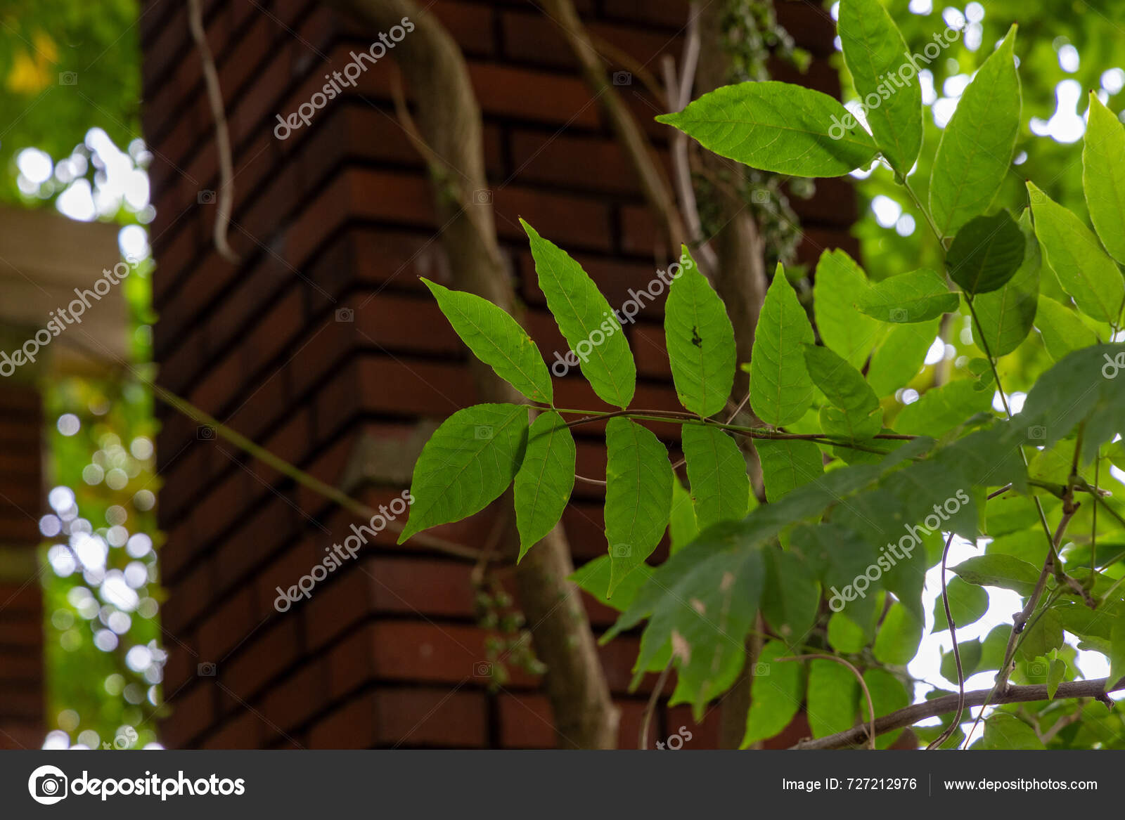 Hermosas Hojas Verdes Brillantes Del Fresno Común Fraxinus Excelsior ...