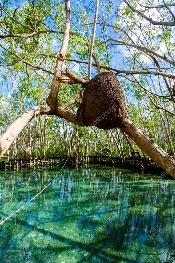 Hermosos animales salvajes en la Reserva Ecológica El Corchito en ...