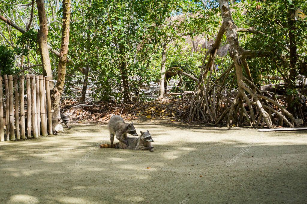 Hermosos animales salvajes - mapache en la Reserva Ecológica El ...