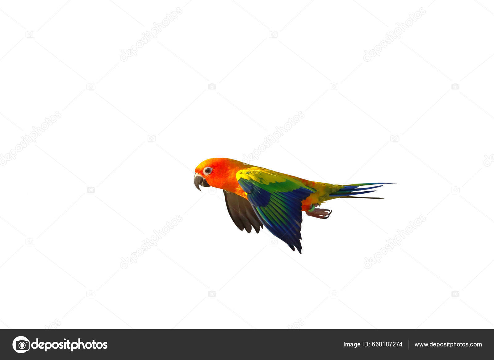 Sun Conure Parrot Flying