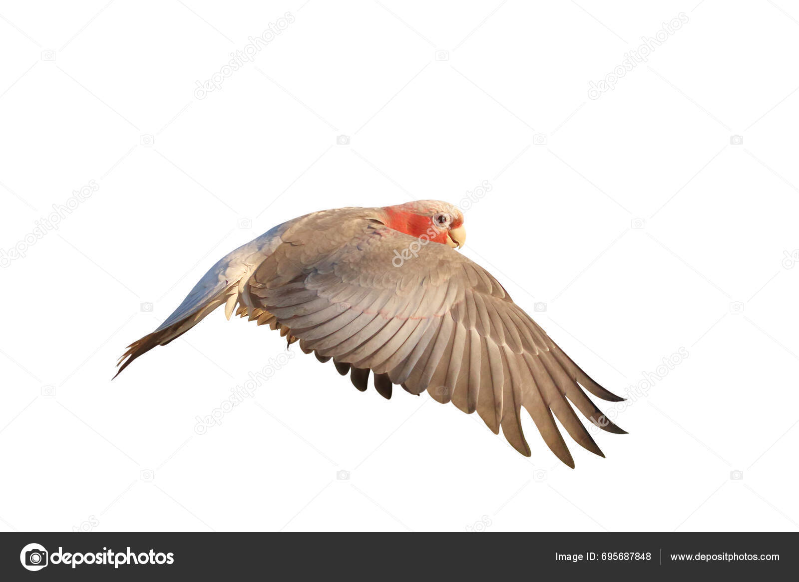 Beautiful Galah Cockatoo Flying Isolated White Background — Stock Photo ...