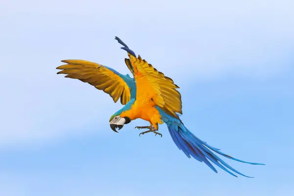 10,000,000+ imágenes de Loro volando libres de derechos | Depositphotos