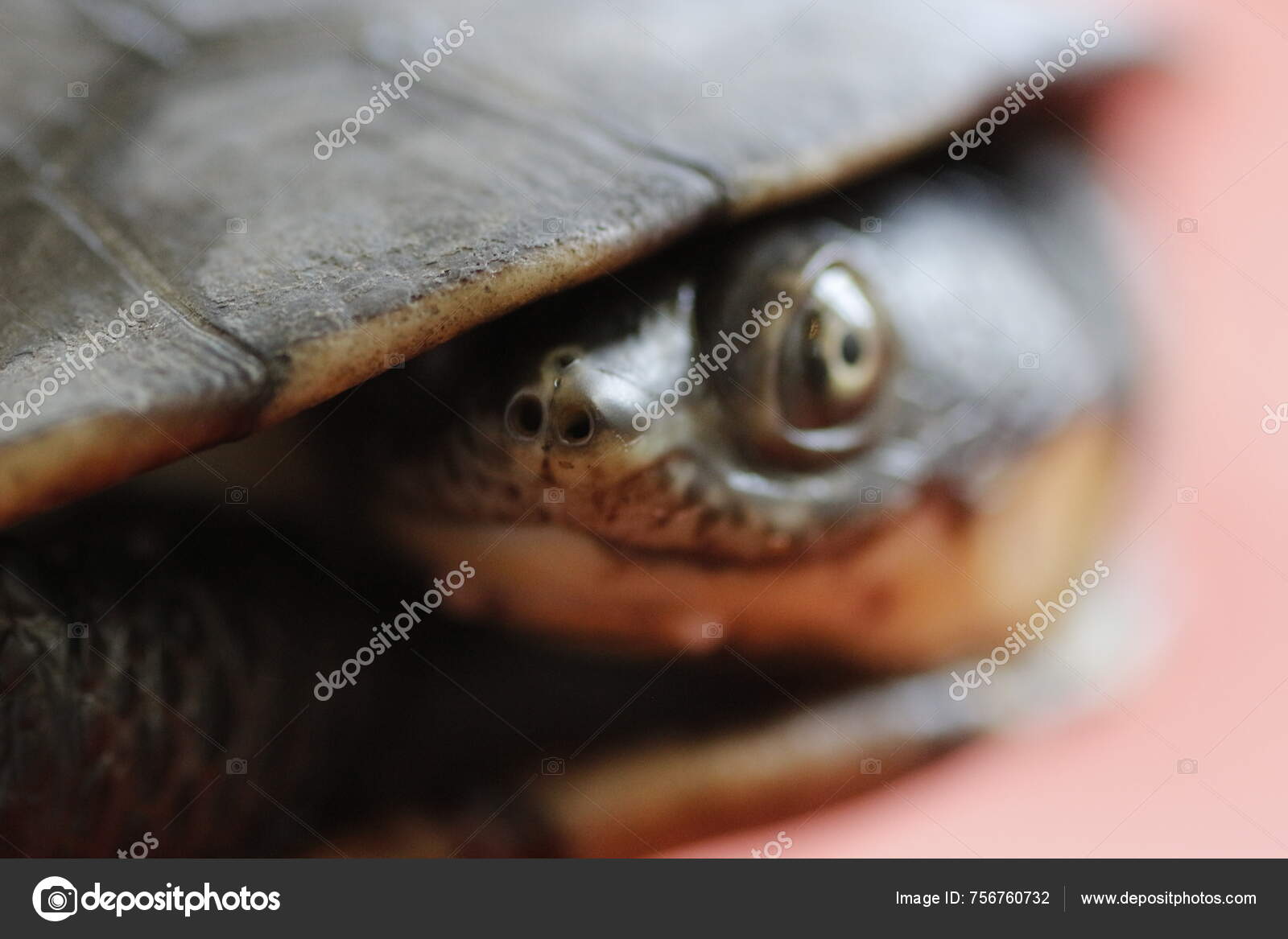 Closeup Shot Head Turtle — Stock Photo © mynewturtle #756760732