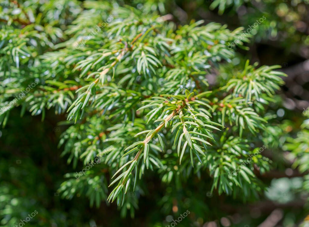 Detalle de ramas y hojas de enebro común, Juniperus communis subsp ...