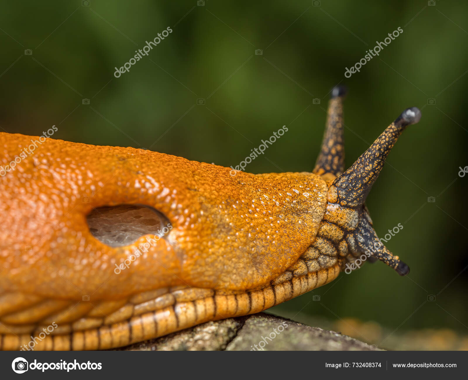 Spanish Slug Snail Crawling Wooden Surface — Stock Photo © pryzmat ...