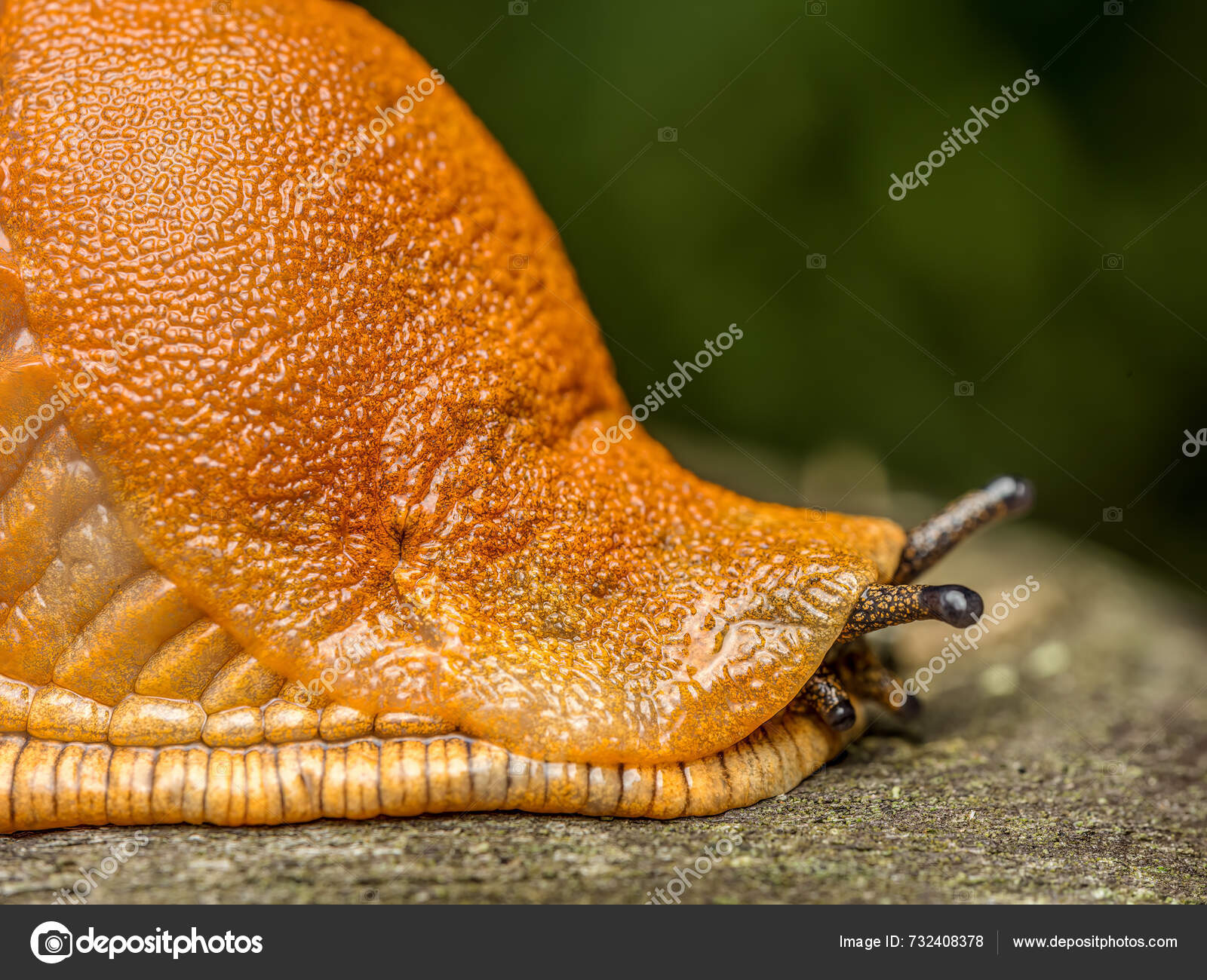 Spanish Slug Snail Crawling Wooden Surface — Stock Photo © pryzmat ...