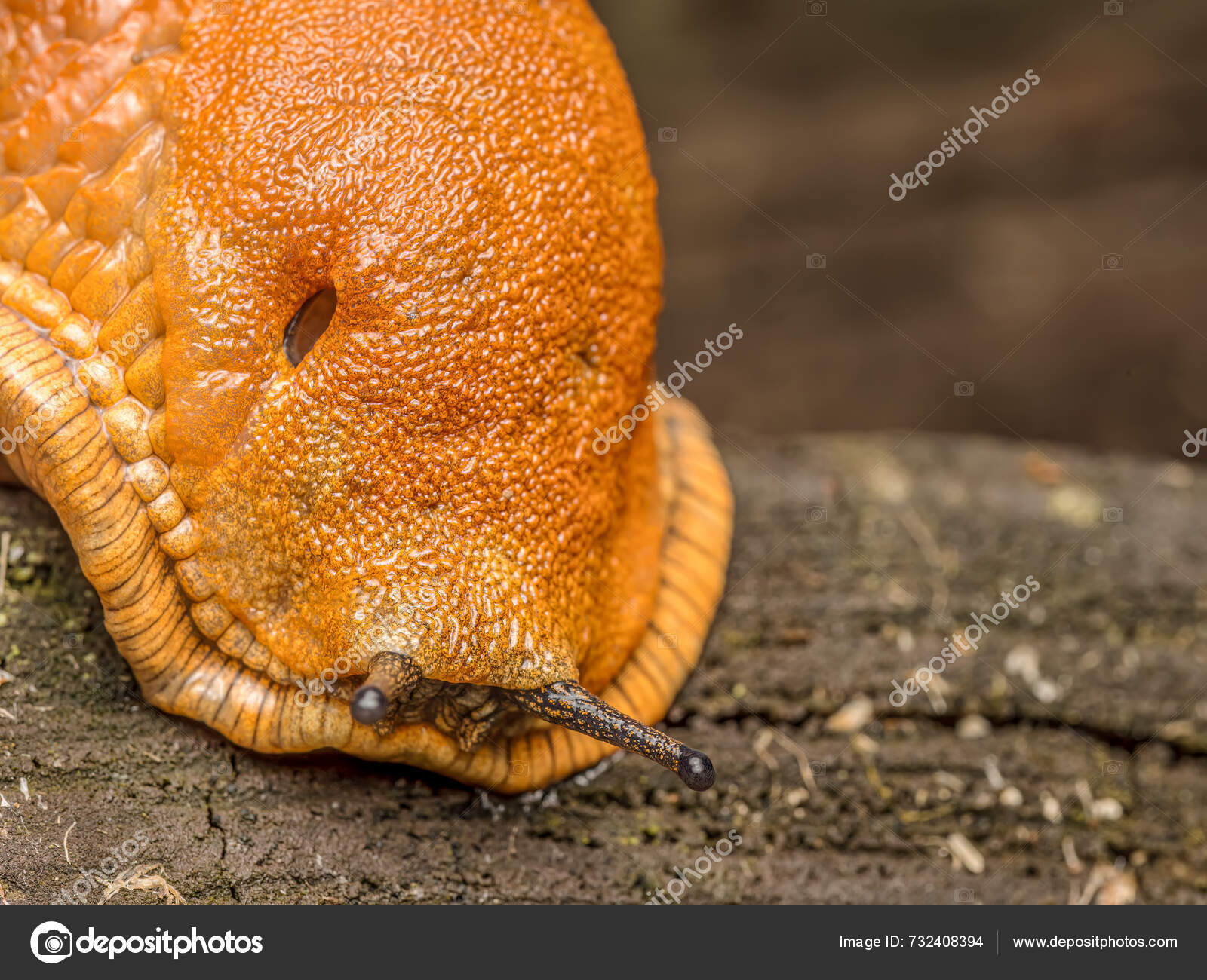 Spanish Slug Snail Crawling Wooden Surface — Stock Photo © pryzmat ...