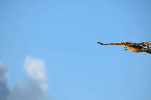 Halcones volando fotos de stock, imágenes de Halcones volando sin ...