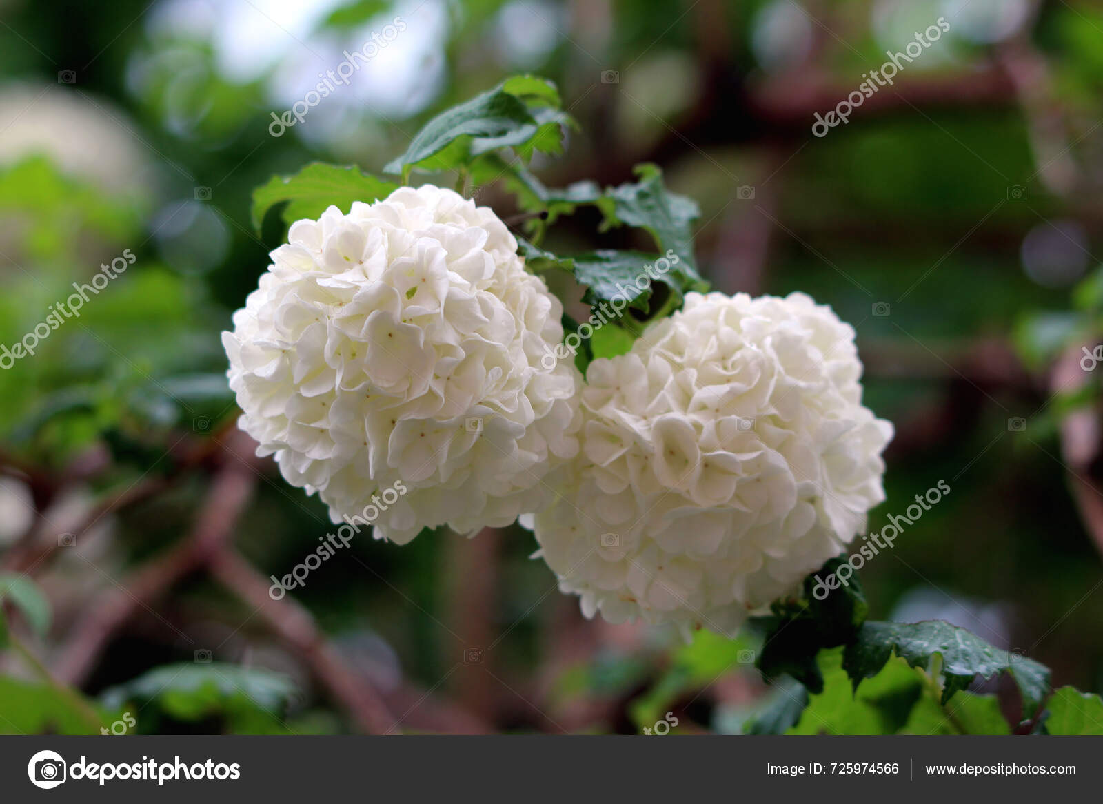 Guelder Rose Viburnum Opulus Roseum Sterile Snowball Tree Water Elder ...