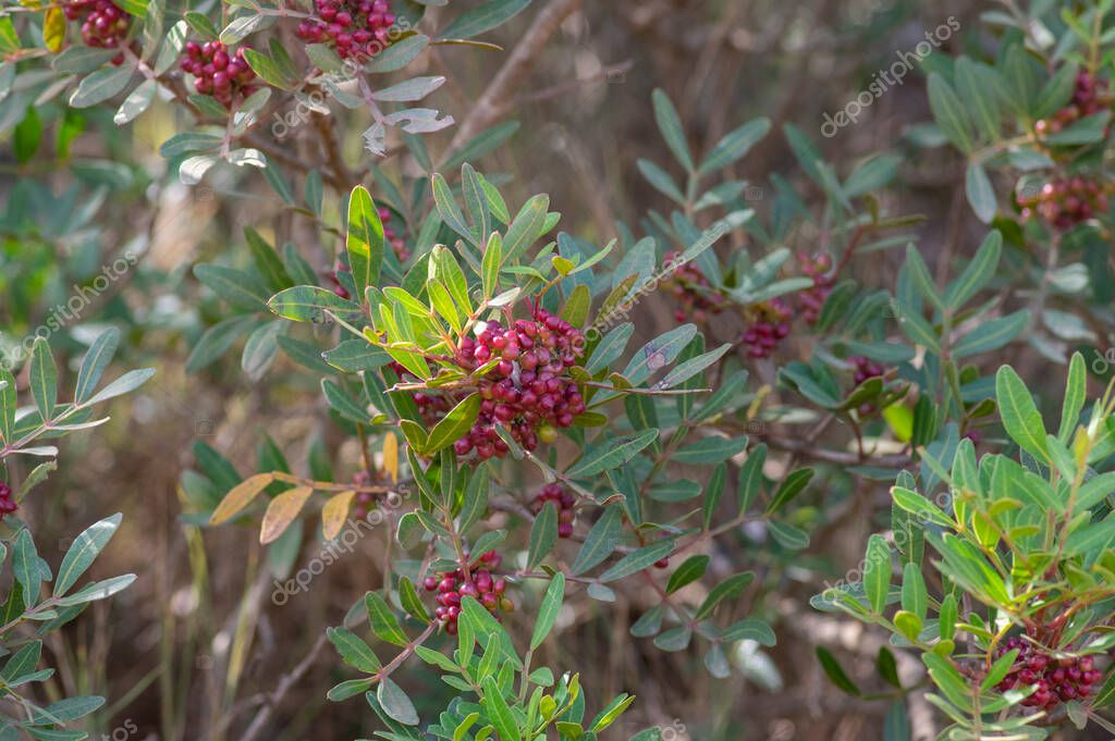 Pistacia lentiscus lentisk o arbusto almácigo rojo maduro frutos ...