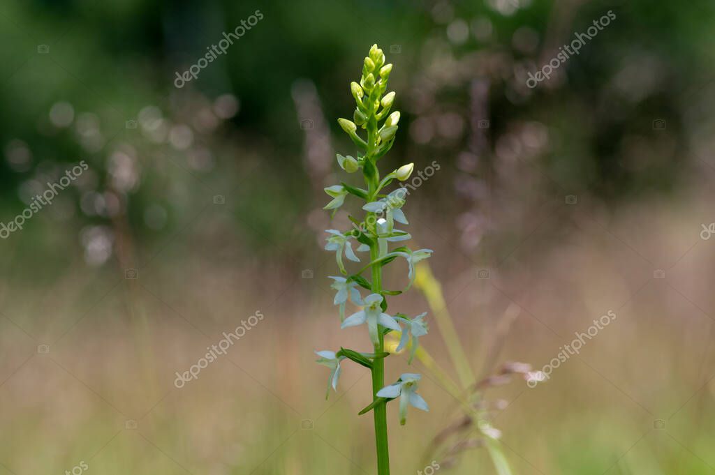Platanthera bifolia flores menores silvestres blancas de la mariposa ...
