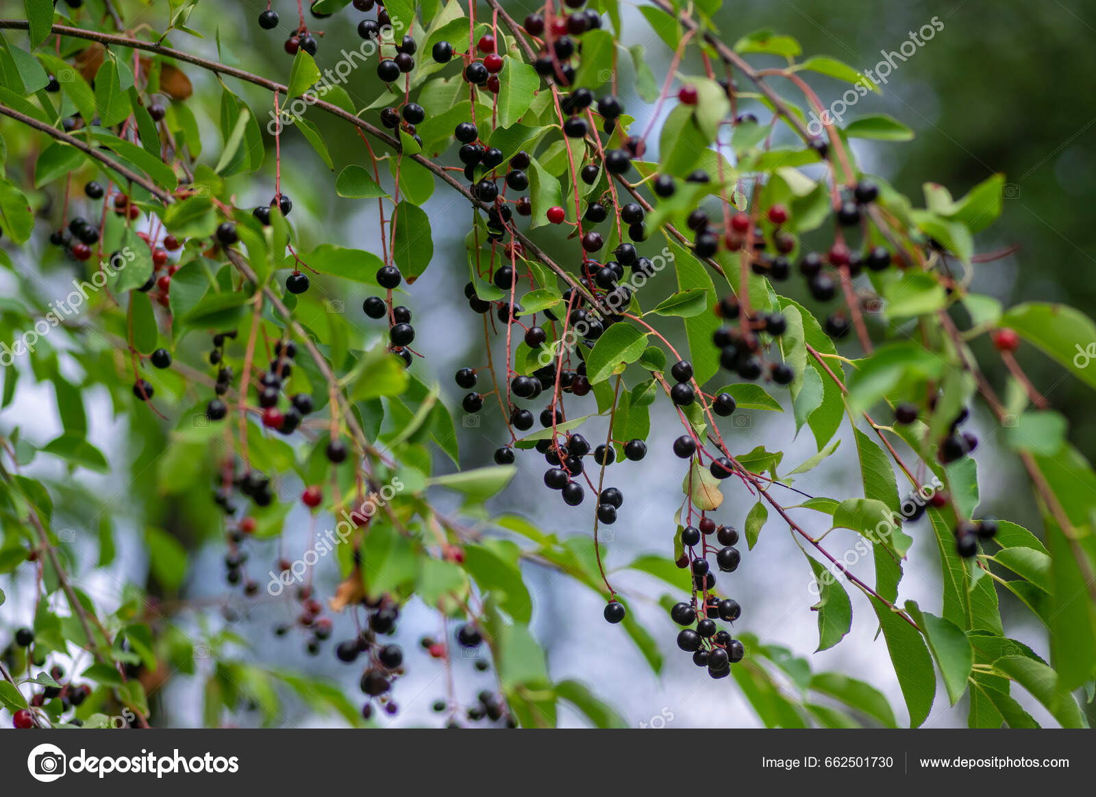 Mayday Tree Berries