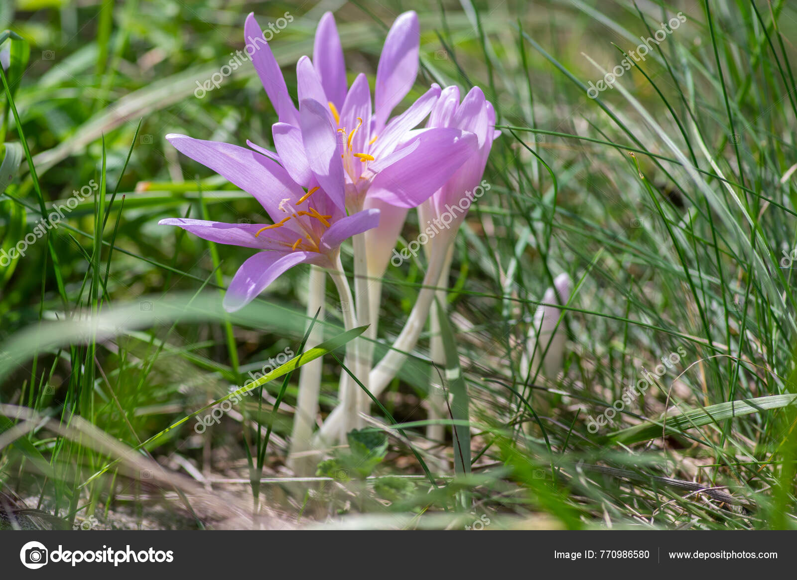 Colchicum Autumnale Autumn Crocus Group Light Violet Purple Flowers ...