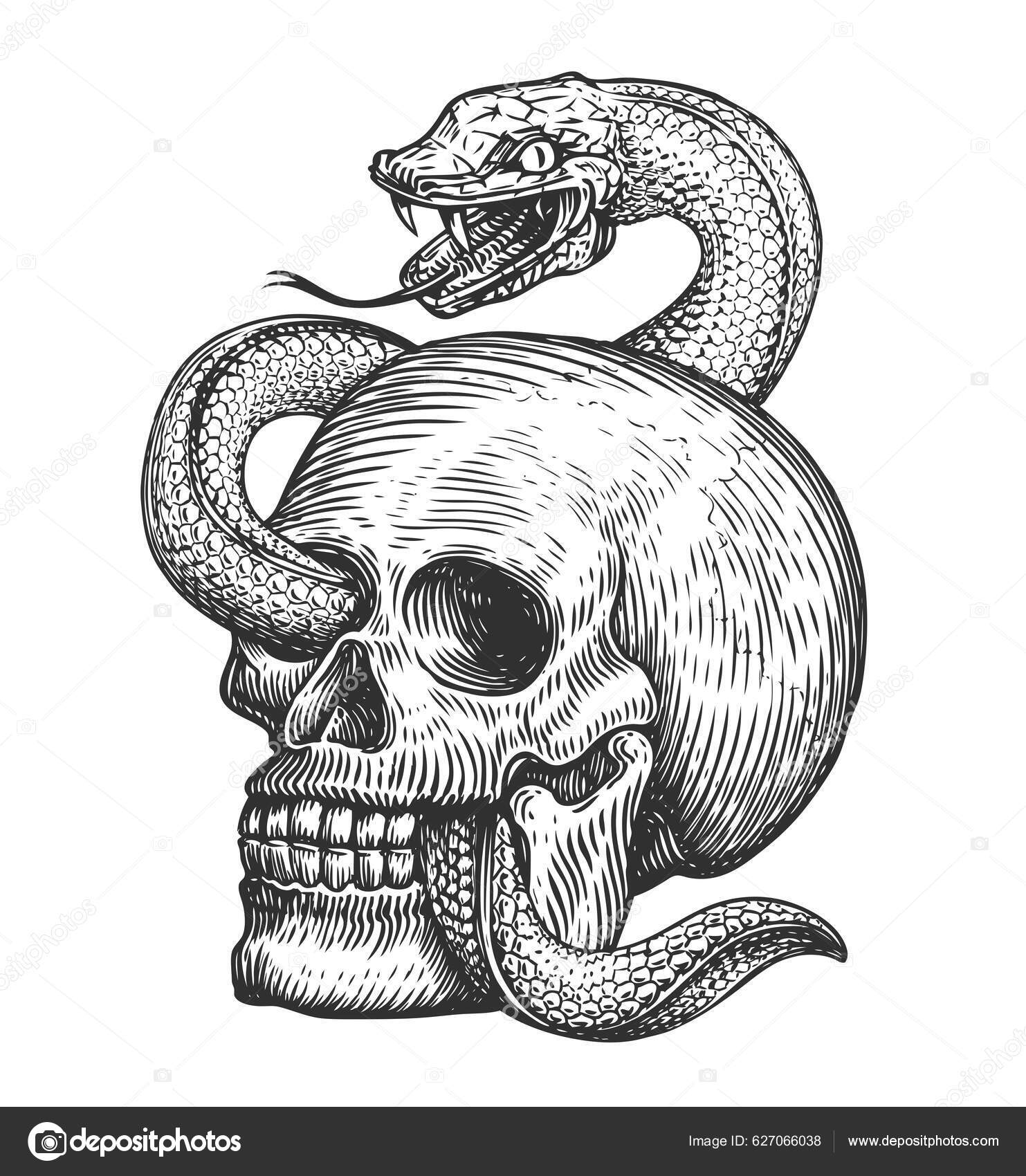 Snake Wraps Human Skull Hand Drawn Sketch Vintage Engraving Style Stock ...