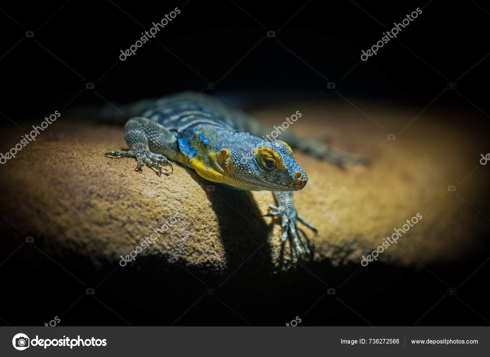 Baja Blue Rock Lizard Petrosaurus Thalassinus Species Large Diurnal ...