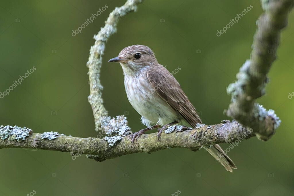 Wild gray flycatcher sits on a branch close-up. A small gray flycatcher ...