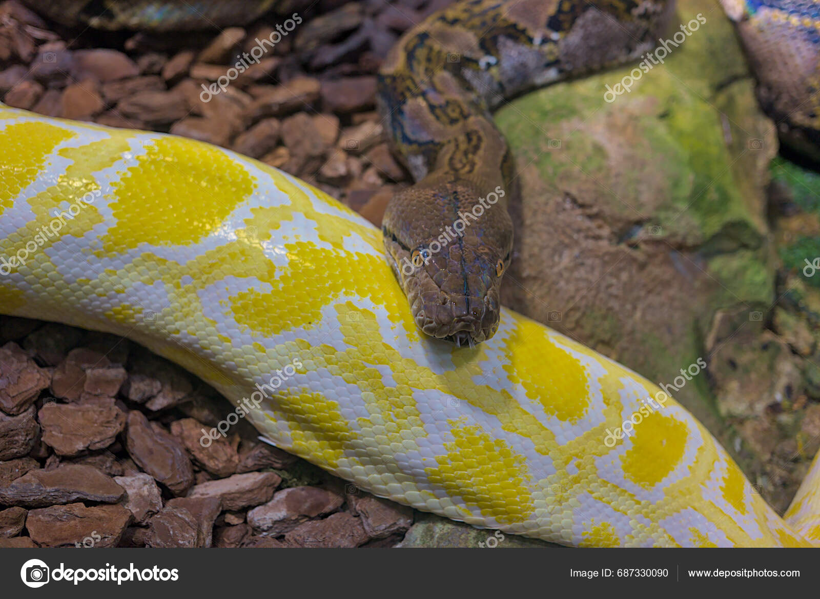 Reticulated Python Snake Head Raised Tropical Fauna Wildlife Zoology ...