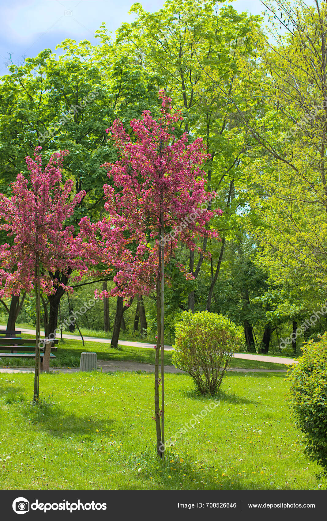 Weeping Japanese Crabapple Tree Full Bloom Spring City Park Kyiv ...