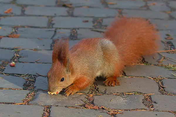 Cute squirrel Stock Photos, Royalty Free Cute squirrel Images ...