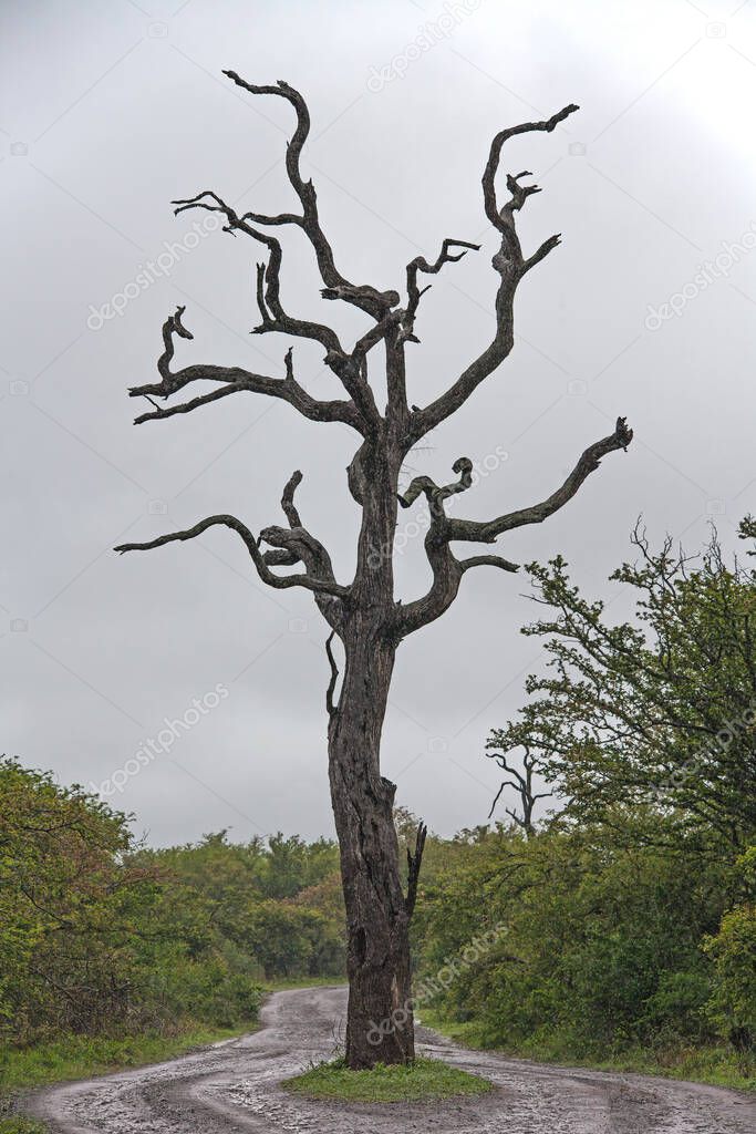 El emblemático árbol de Leadwood muerto (Combretum imberbe) en medio de ...