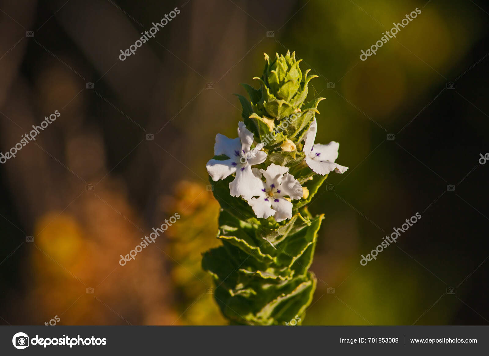 Oftia Africana Wildflower Occuring Naturally Cederberg Wilderness Area ...