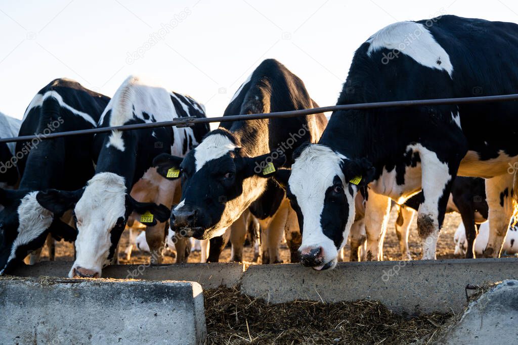 Agricultura, concepto de cría de animales. Vacas en una granja. Las ...