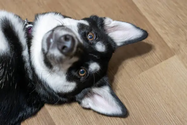 Furarchiver spinosys images libres de droit, photos de Furarchiver ...