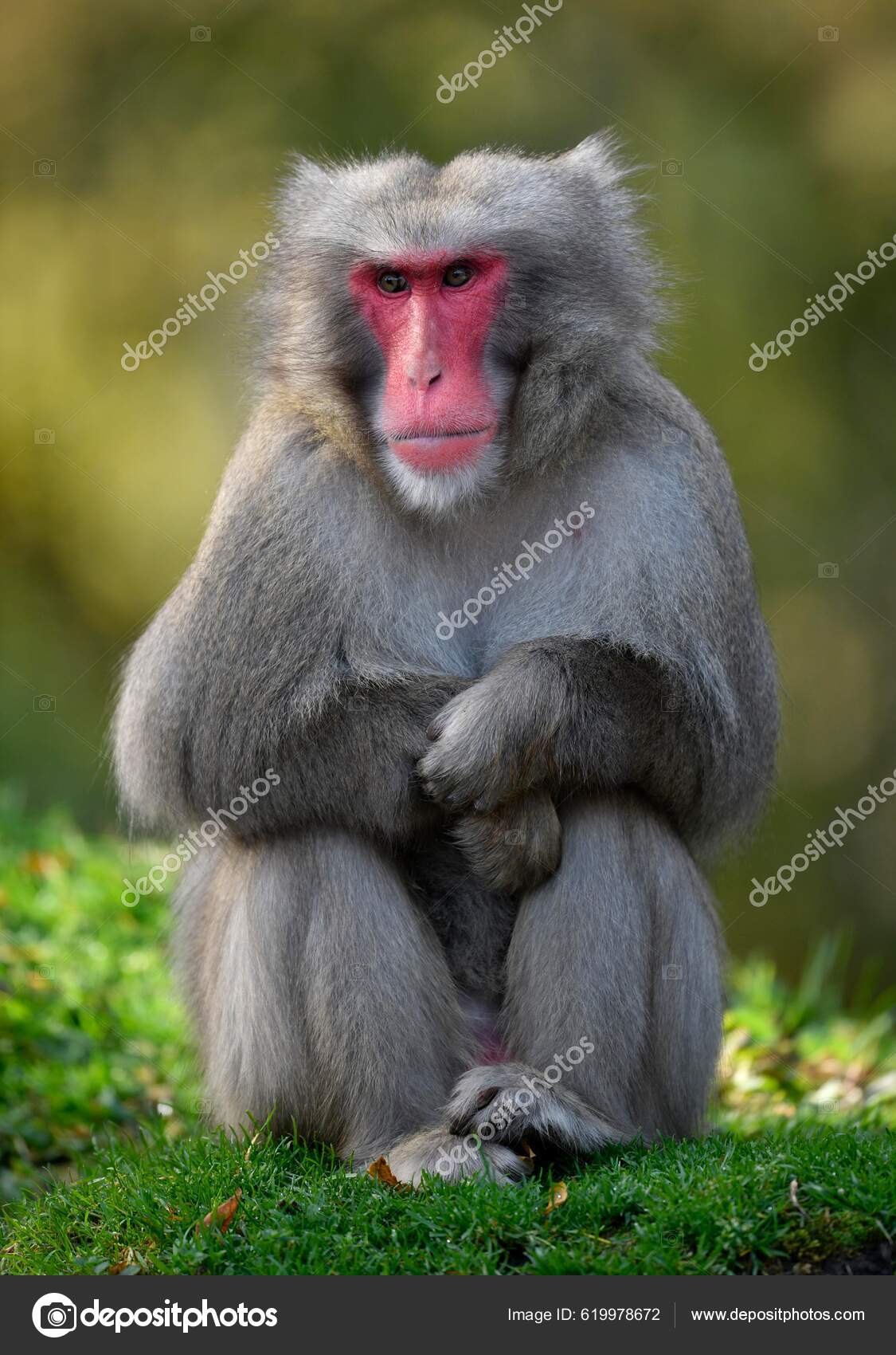 Japanese Macaque Macaca Fuscata Sits Grass Captive — Stock Photo © imagebrokermicrostock #619978672
