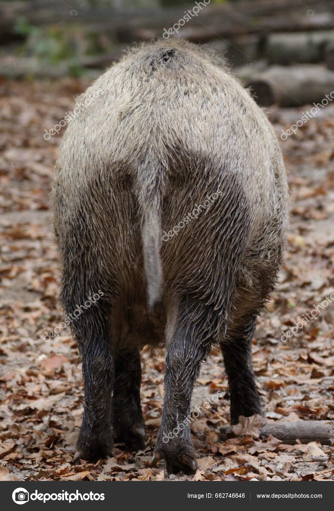 Rear End Wild Boar Sus Scrofa Captive Hesse Germany Europe — Stock ...