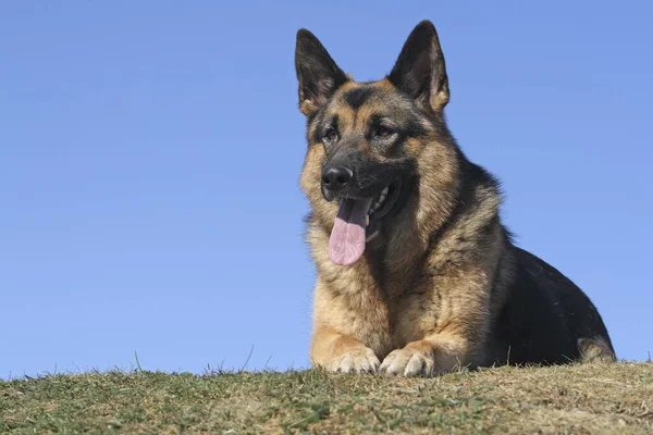 Adult german shepherd dog fotos de stock, imágenes de Adult german ...