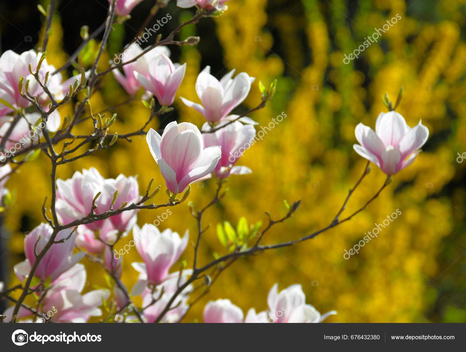 Magnolia Magnolia Blossom Spring Single Blossom Magnolia Front Window ...