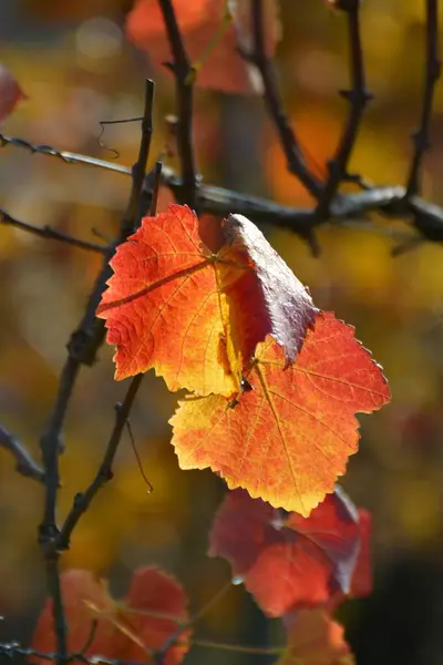 Red grape leaves on the vine in autumn - Stock Image - Everypixel