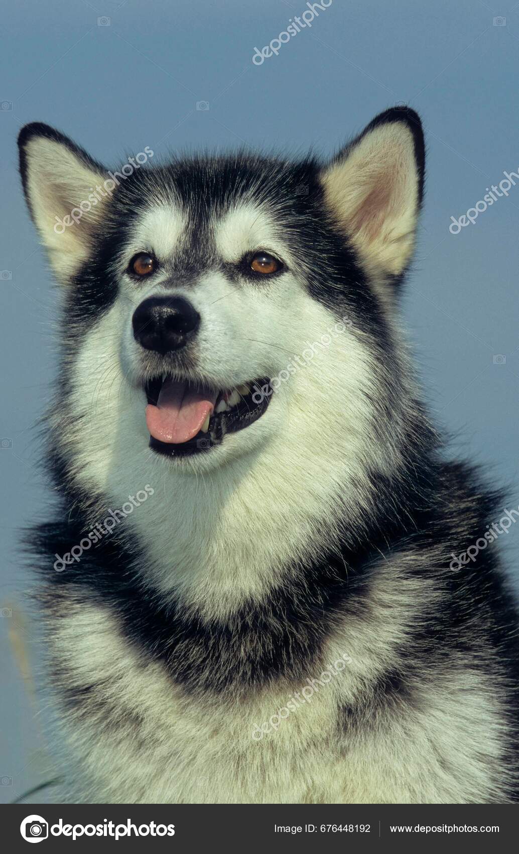 Siberian Husky Nordic Sled Dog Fci Standard 270 — Stock Photo ...