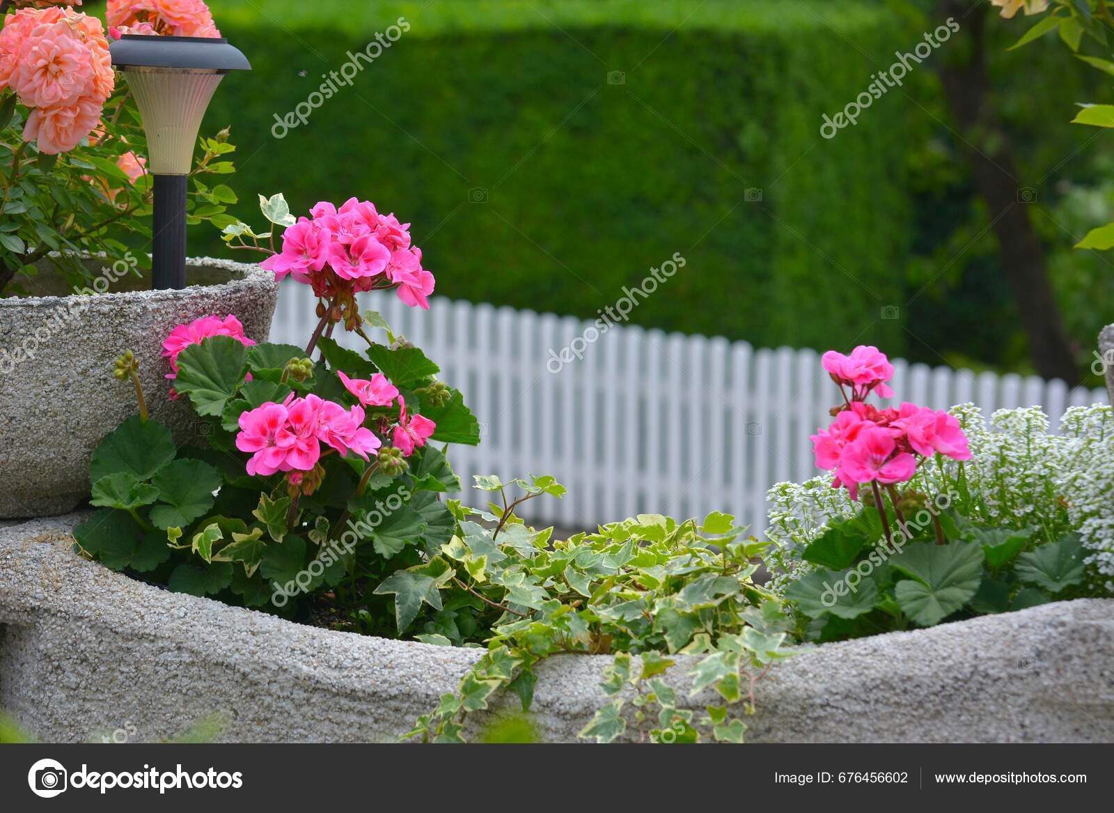 Garden Geraniums Ivy Trough — Stock Photo © imagebrokermicrostock ...