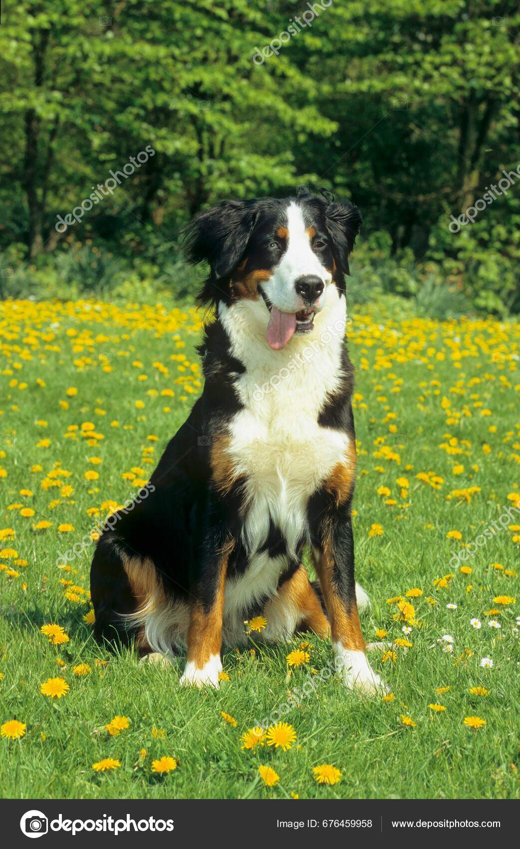 Great Bernese