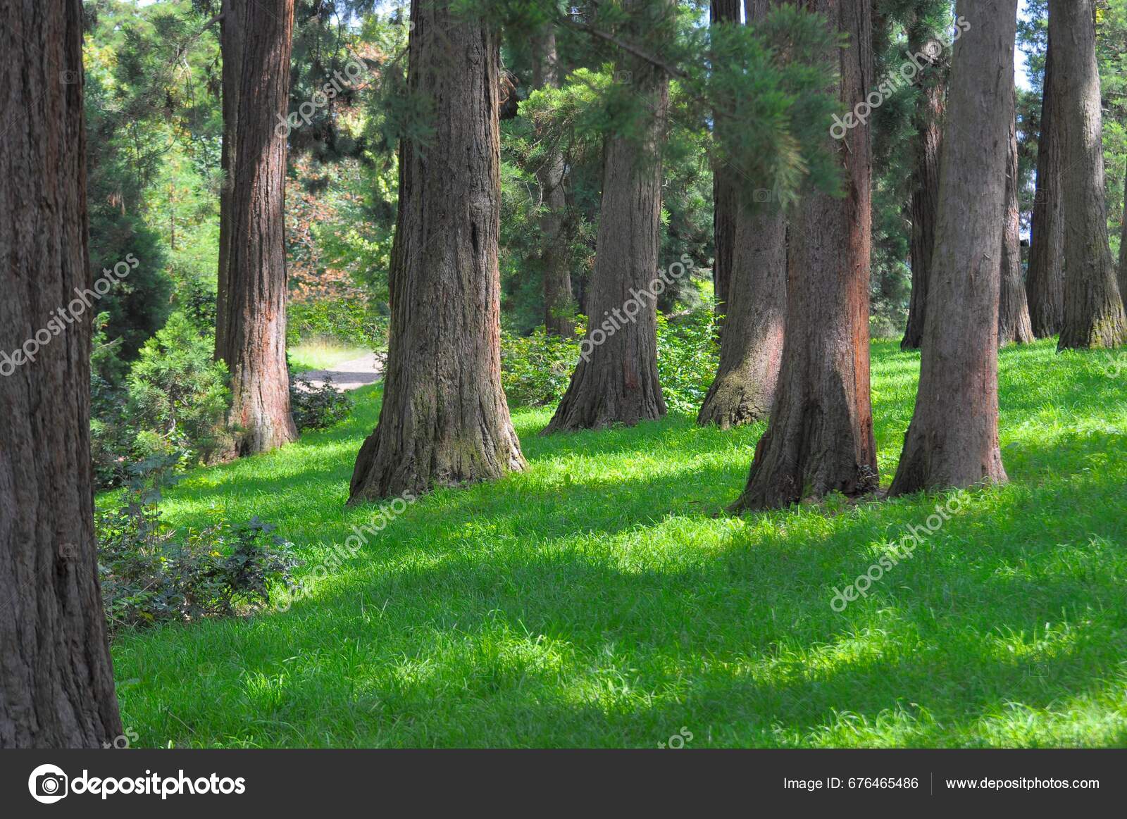 Stuttgart Zoological Botanical Garden Wilhelma Sequoias Giant Sequoia ...