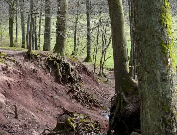 Beech Forest Erosion Exposed Roots Linear Erosion Stock Photo by ...
