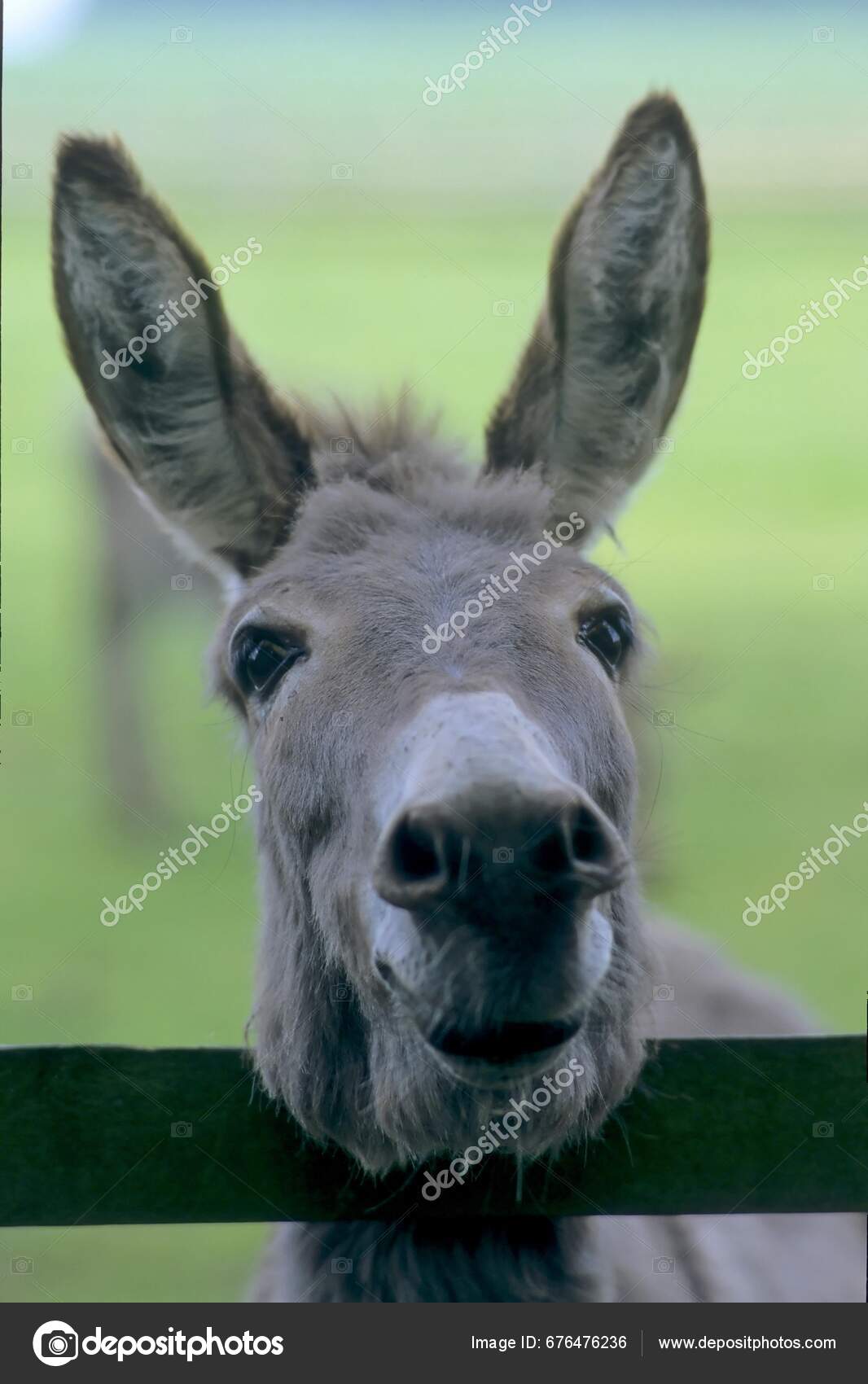 Burro Burro Enano Paddock Retrato: fotografía de stock ...