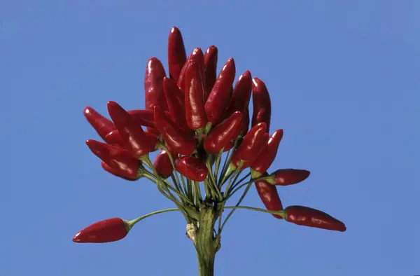 Campana de chile Stock Photos, Royalty Free Campana de chile Images ...