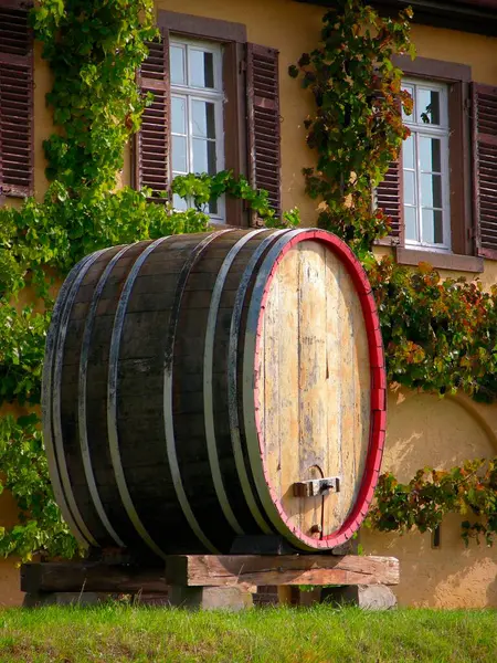 Grapes Wine Barrel close up - Stock Image - Everypixel