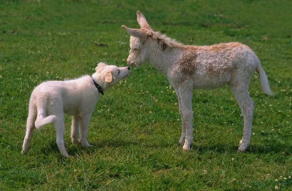 Donkey Love To Give Hugs