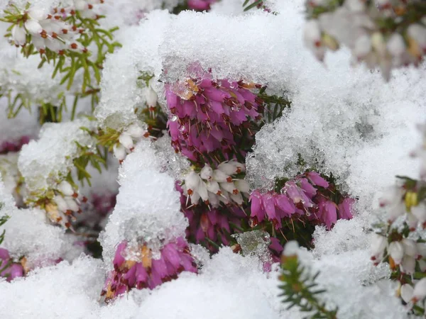 Fotos de Flowers with snow, Imagens de Flowers with snow sem royalties ...