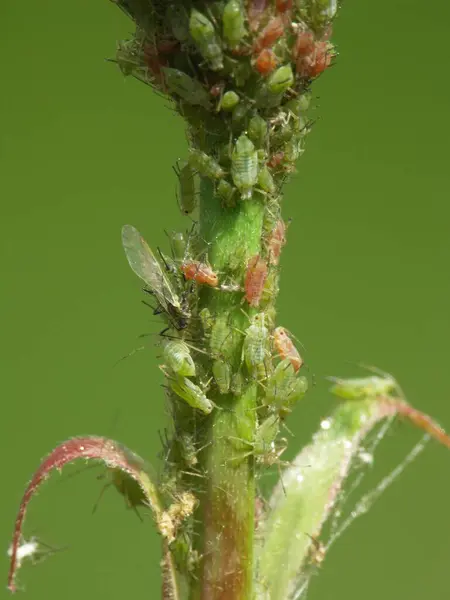 Pucerons gaulois images libres de droit, photos de Pucerons gaulois ...