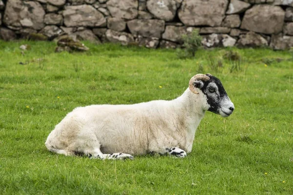 Fat tailed sheep Stock Photos, Royalty Free Fat tailed sheep Images ...