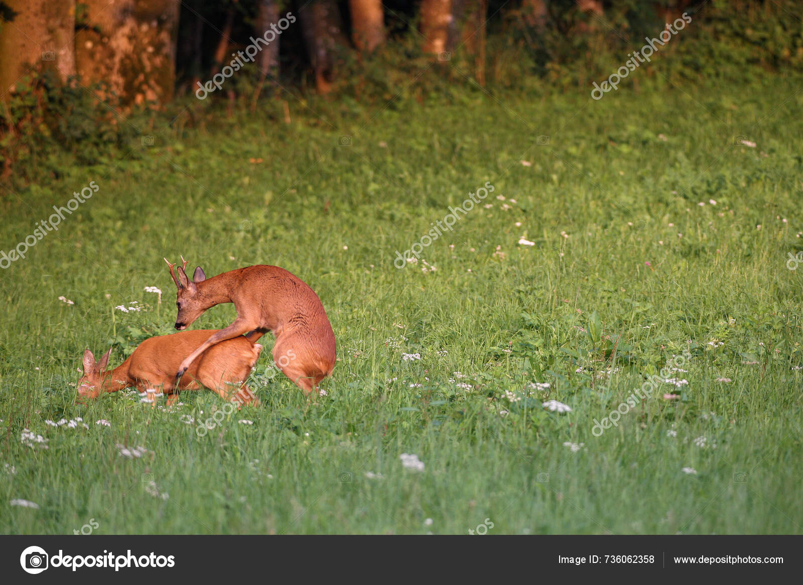Roe Deer Capreolus Capreolus Stag Doe Rutting Season Mating Allgaeu ...