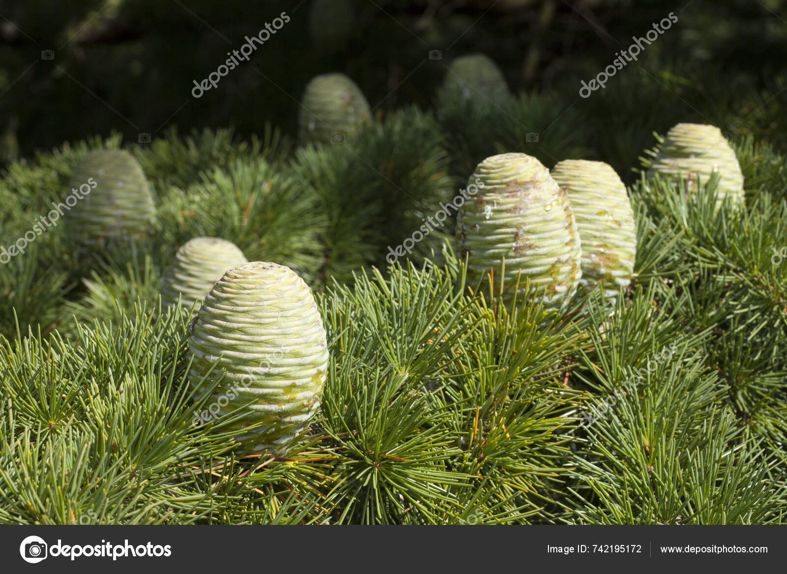 Pin Himalayan Cedar Cedrus Deodara — Stock Photo © imagebrokermicrostock #742195172