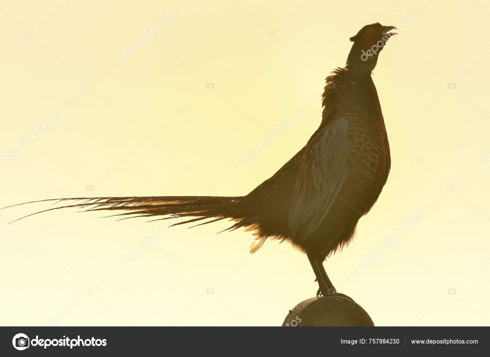 Faisán Phasianus Colchicus Gallo Cantando Una Piedra Límite Texel ...