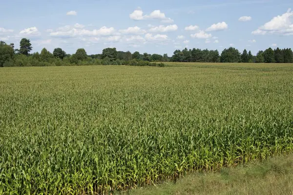 Imágenes de Milpas, fotos de Milpas sin royalties | Depositphotos