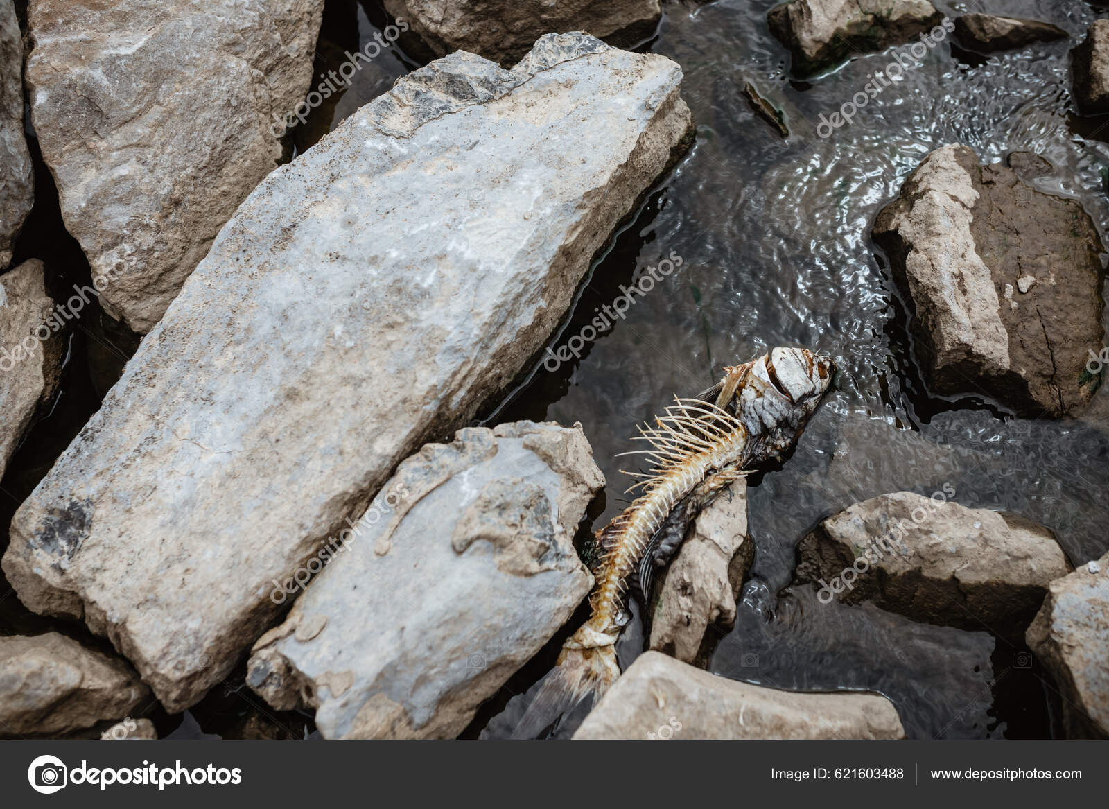 Carp Fish Bones Laying Rocks Water Stock Photo by ©Cavan 621603488